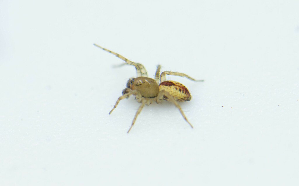 Entelegyne Spiders from South Cape DC, South Africa on July 7, 2022 at ...