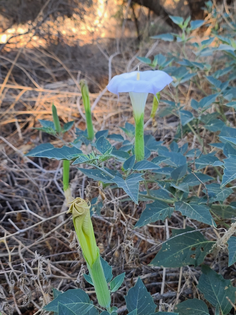 Sacred Datura from Weldon, CA 93283, USA on July 06, 2022 at 07:47 AM ...