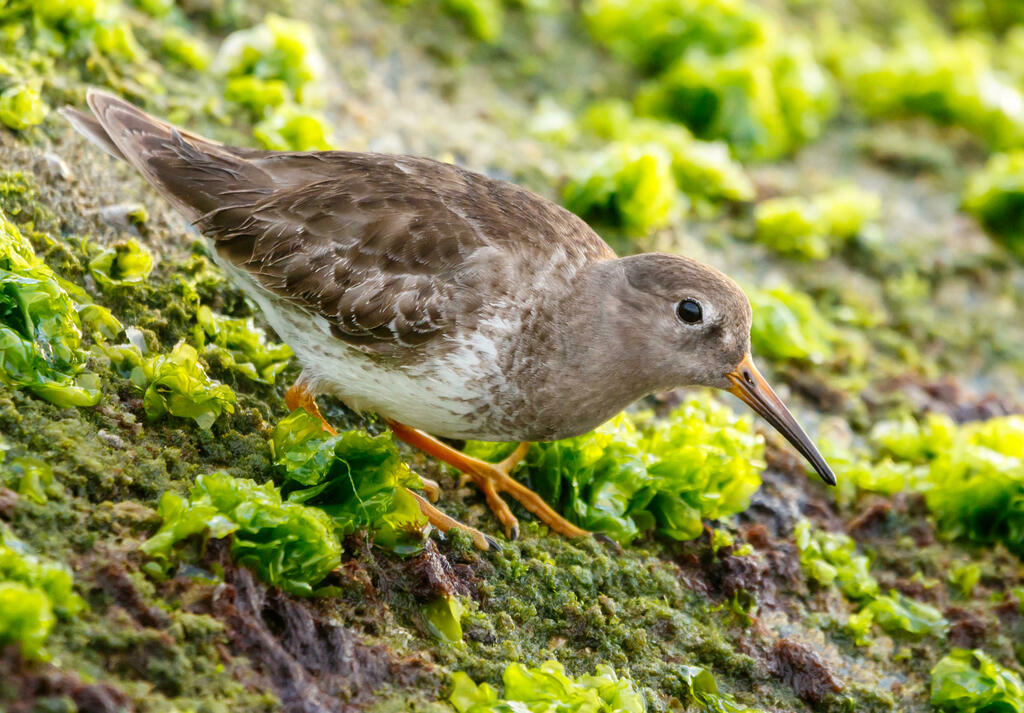 Purple Sandpiper from Indian River County, US-FL, US on January 30 ...
