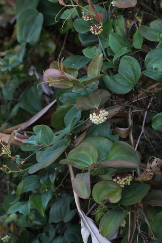 Smilax sebeana · iNaturalist