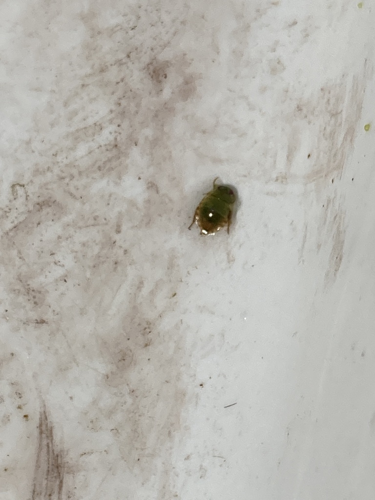 Pelocoris femoratus from Davis Drive Rd SE, Heath, OH, US on July 07 ...