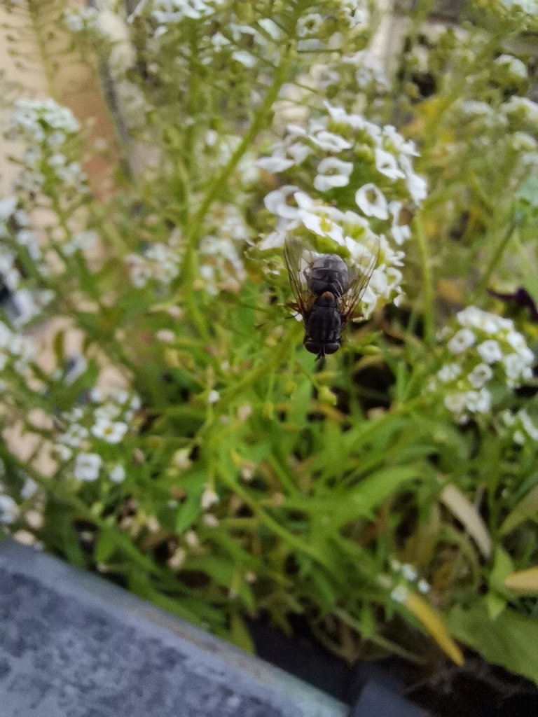 False Stable Fly from København, DK-HS, DK on July 6, 2022 at 05:36 PM ...