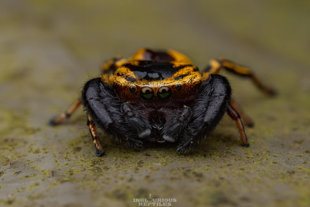Wasp-mimic Jumping Spider in July 2022 by Artur Tomaszek · iNaturalist