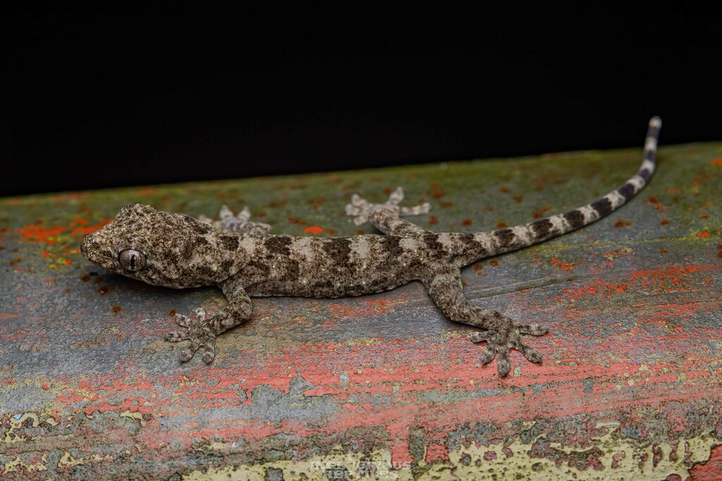 Chinese Narrow-disked Gecko in July 2022 by Artur Tomaszek · iNaturalist