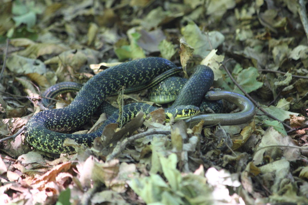 Green Whip Snake from Provincia di Vercelli, Italia on July 05, 2022 at ...