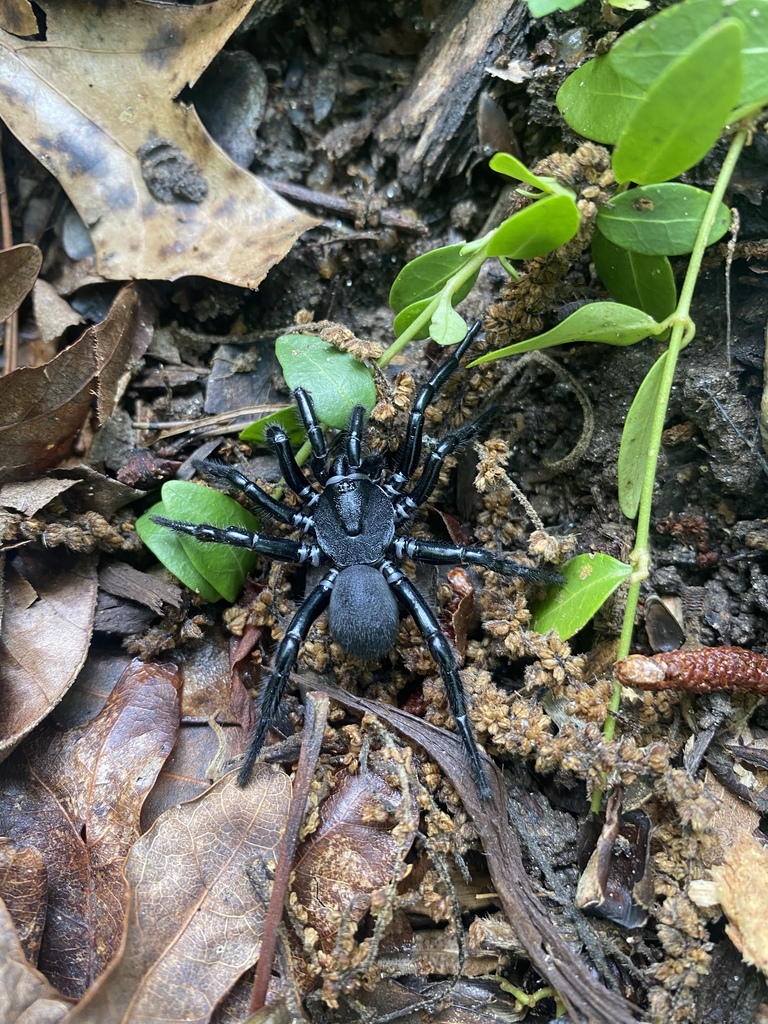 Ummidia from 15103 Beacon Ridge Dr, Seneca, SC, US on July 07, 2022 at ...