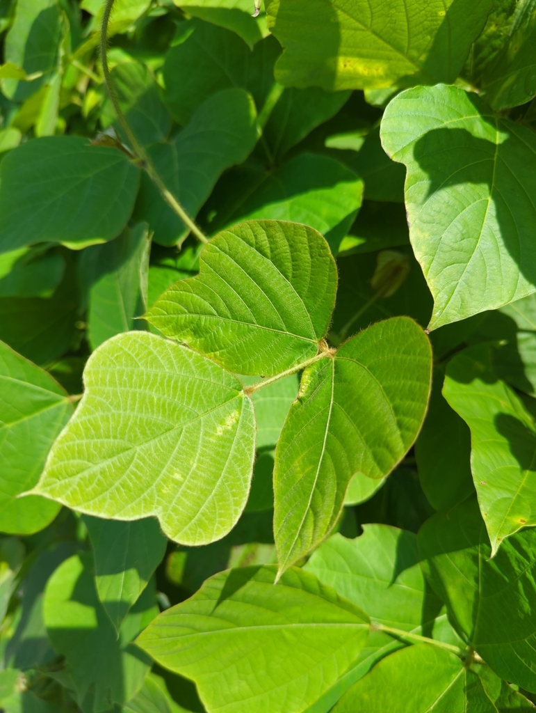 kudzu from Kingsville, ON N9Y 4E6, Canada on July 07, 2022 at 11:51 AM ...
