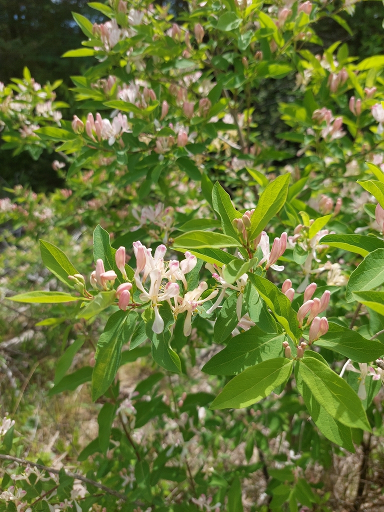 Tatarian honeysuckle from Saint John, NB E2H, Canada on June 3, 2022 at 11:15 AM by Kelly Sue ...