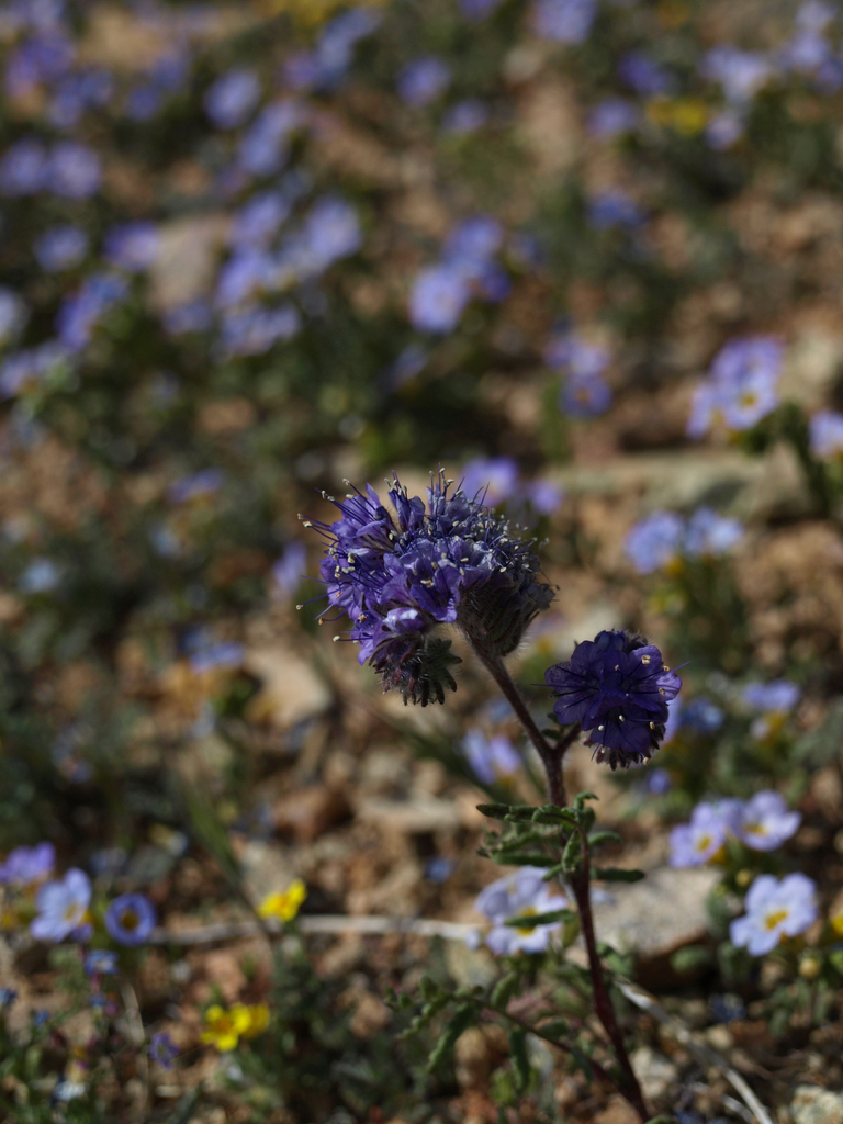 distant phacelia from San Bernardino County, CA, USA on March 17, 2014 ...