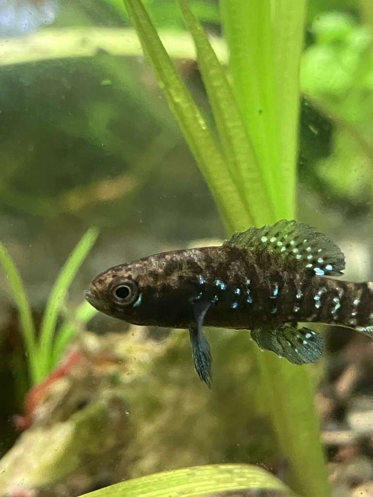 Everglades Pygmy Sunfish from Santa Rosa Beach, FL, US on July 6, 2022 ...