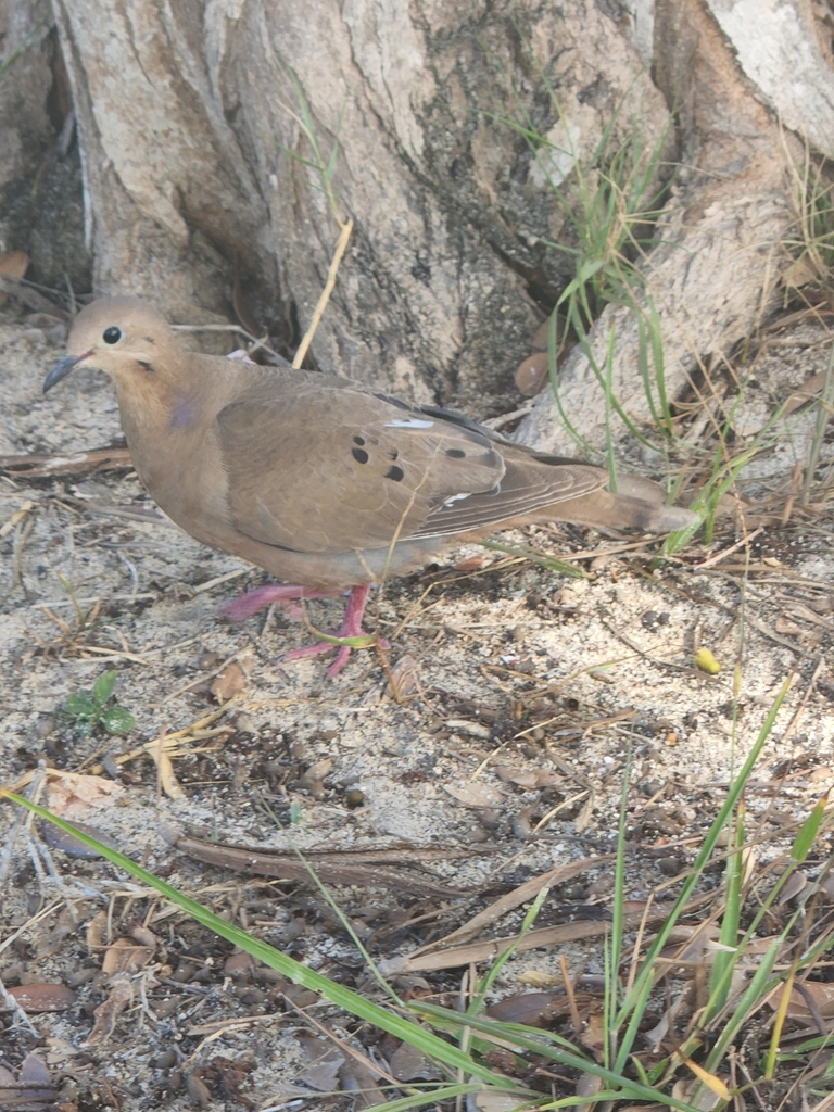 Zenaida Dove from Northside, St Thomas 00802, St Thomas 00802, USVI on ...