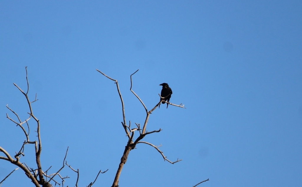 Common Raven from Fraccionamiento Lago del Sol, 21387 Mexicali, B.C ...