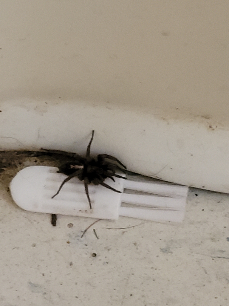 Eastern Parson Spider from Goodwell, OK 73939, USA on July 07, 2022 at ...