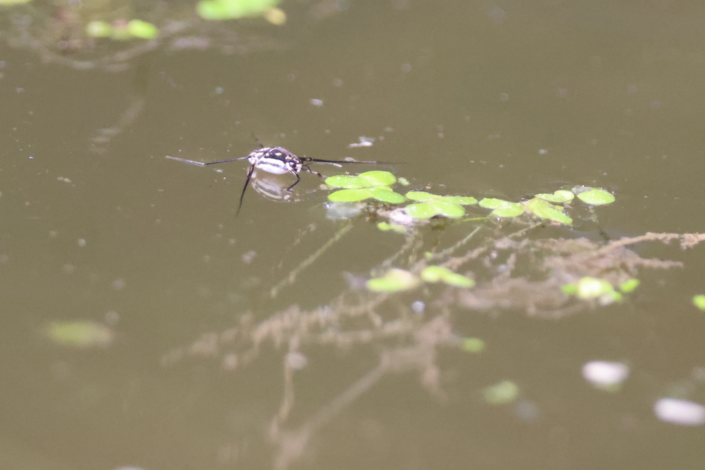 Trepobates subnitidus from Homer Lake Champaign County, IL, USA on June ...