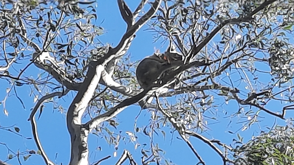 Koala from Wellington Point QLD 4160, Australia on July 06, 2022 at 10: ...