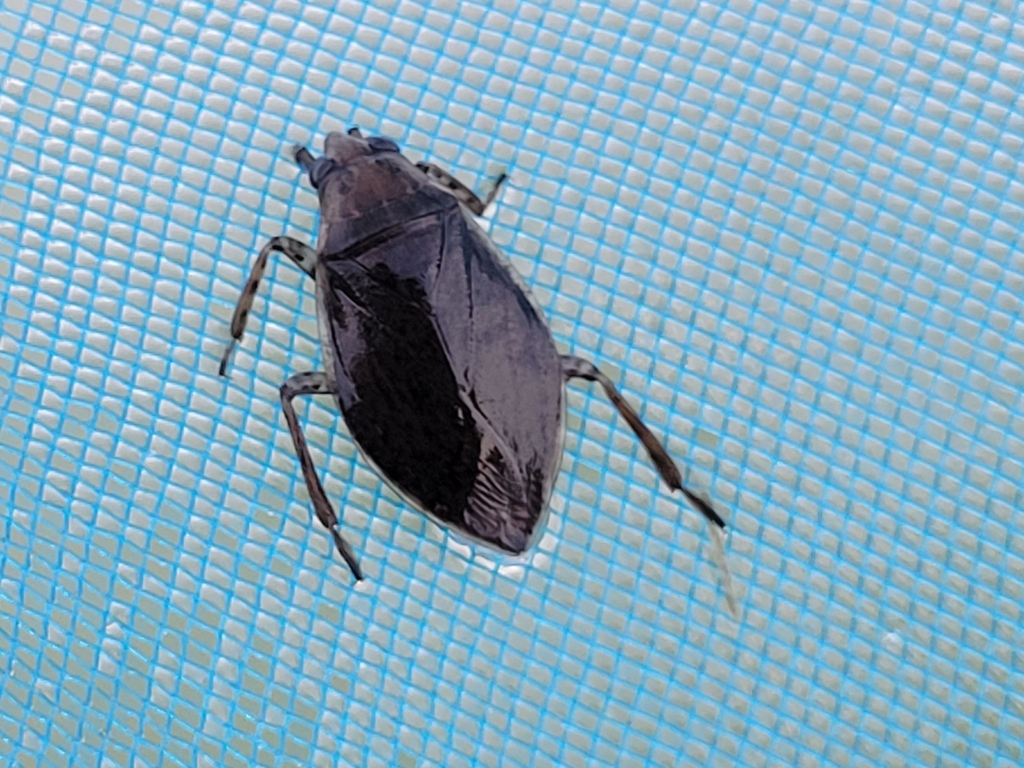 Giant Water Bugs from Dennis Mills, LA 70726, USA on July 07, 2022 at ...