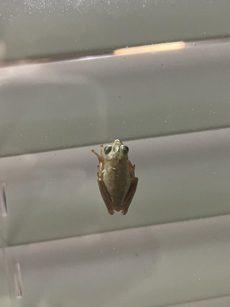 Squirrel Treefrog from Lemoyne Blvd, Biloxi, MS, US on July 07, 2022 at ...