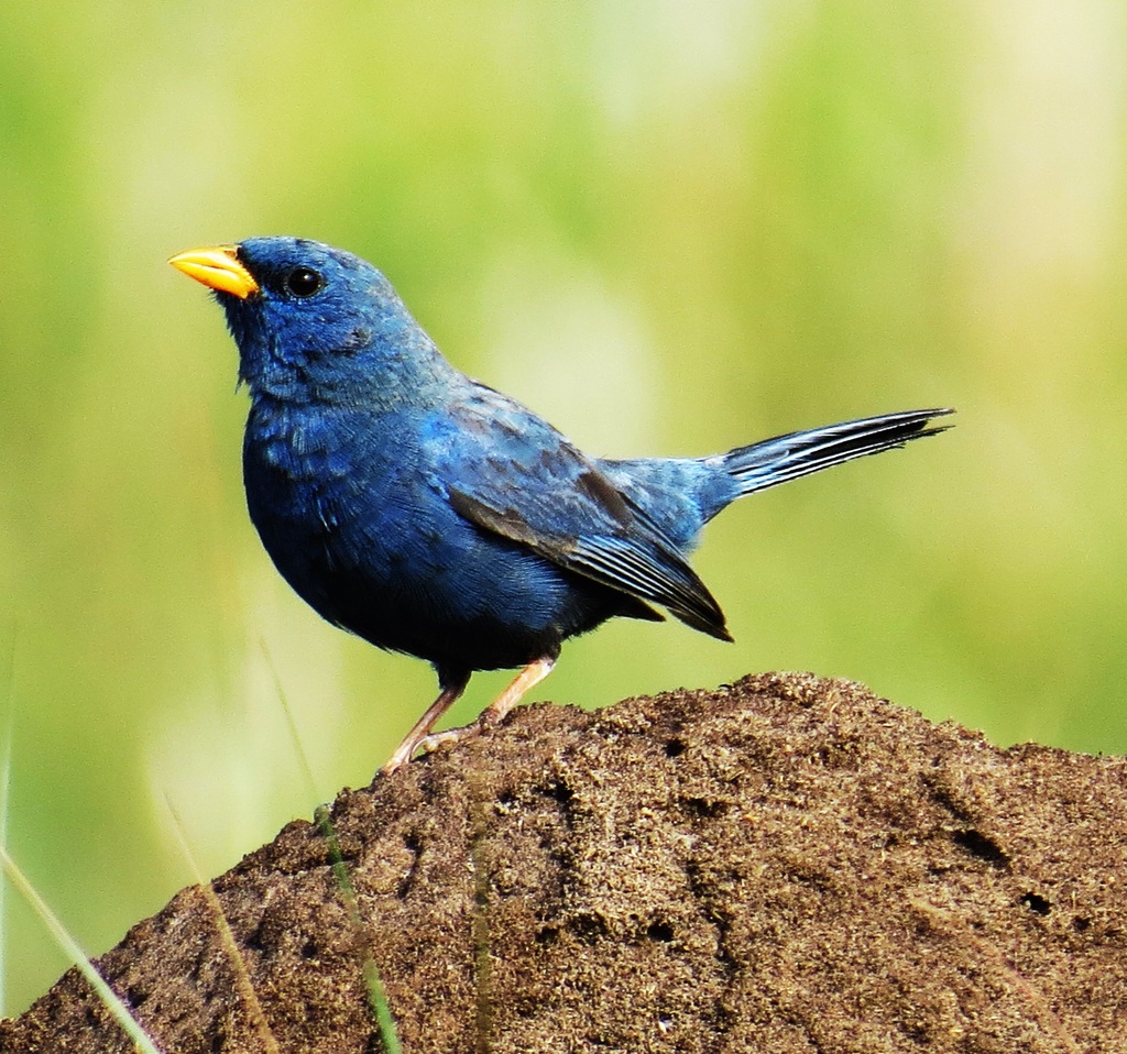 Blue Finch in December 2014 by Aline Horikawa. In the company of the ...