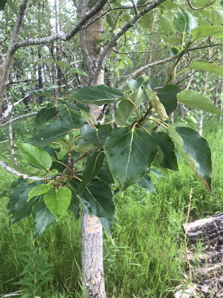 balsam poplar from AK, US on July 7, 2022 at 12:14 PM by Kerri Lathrop ...