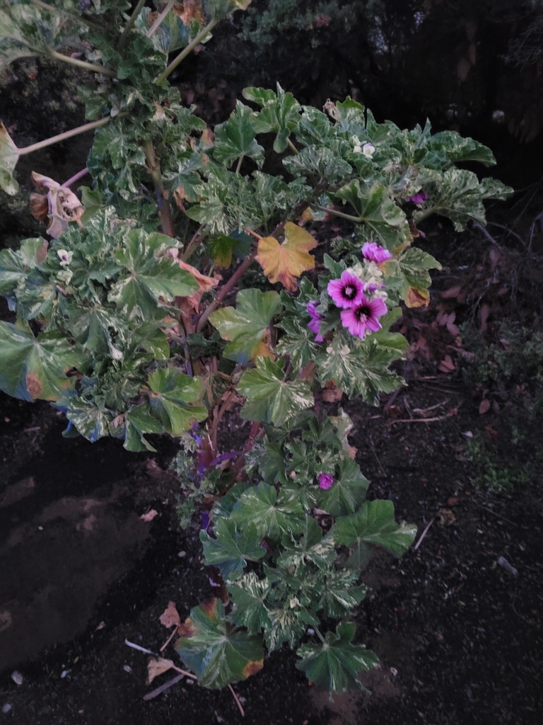 Tree Mallow from Los Osos, Baywood-Los Osos, CA 93402, USA on July 07 ...