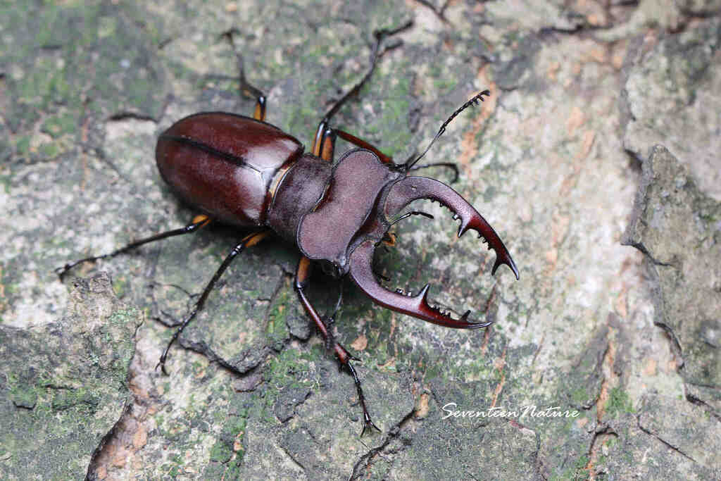 Lucanus fortunei from 中国浙江省杭州市临安区 on July 21, 2021 at 08:55 PM by 石柒 ...