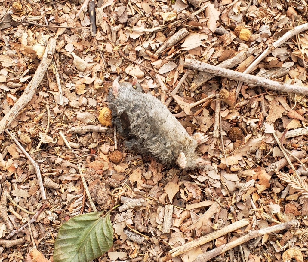Broad-footed Mole from Union City, CA 94587, USA on July 06, 2022 at 10 ...
