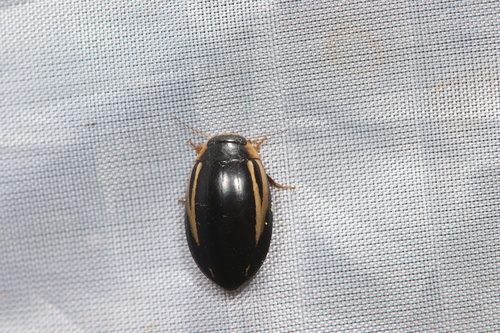 Hydaticus vittatus · iNaturalist