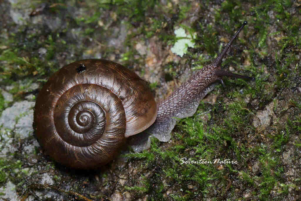 Traumatophora triscalpta from 中国浙江省杭州市临安区 on July 22, 2021 at 08:53 PM ...