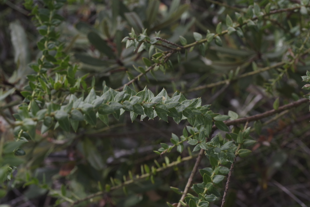 yellow prickly moses from Sunshine Coast QLD, Australia on June 28 ...