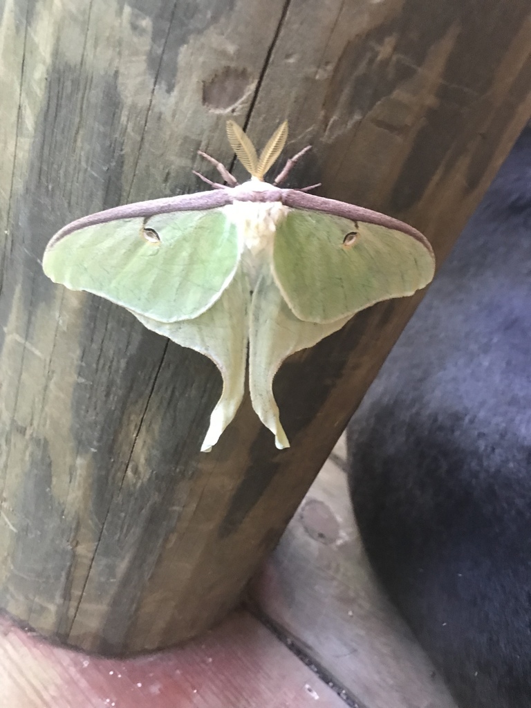 North American Luna Moth from Jefferson National Forest, Newport, VA ...