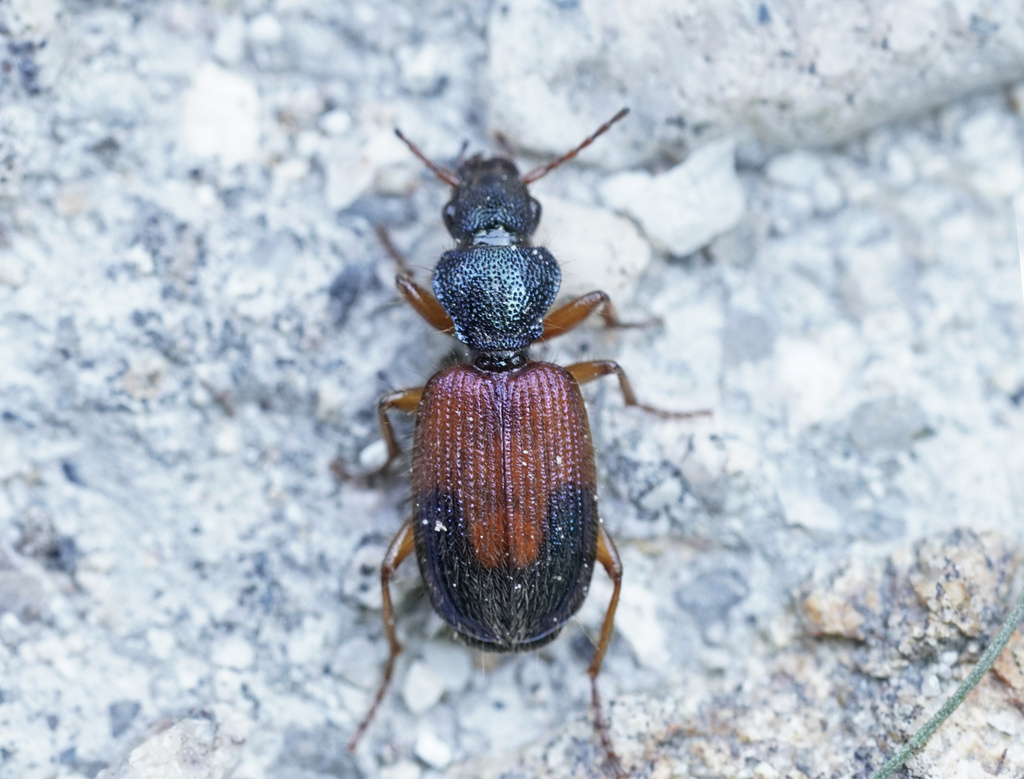 Cymindis daimio from 牟平区, 烟台市, 山东省, CN on July 08, 2022 at 03:07 PM by Ceapon · iNaturalist