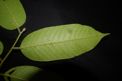 Shorea platycarpa · iNaturalist