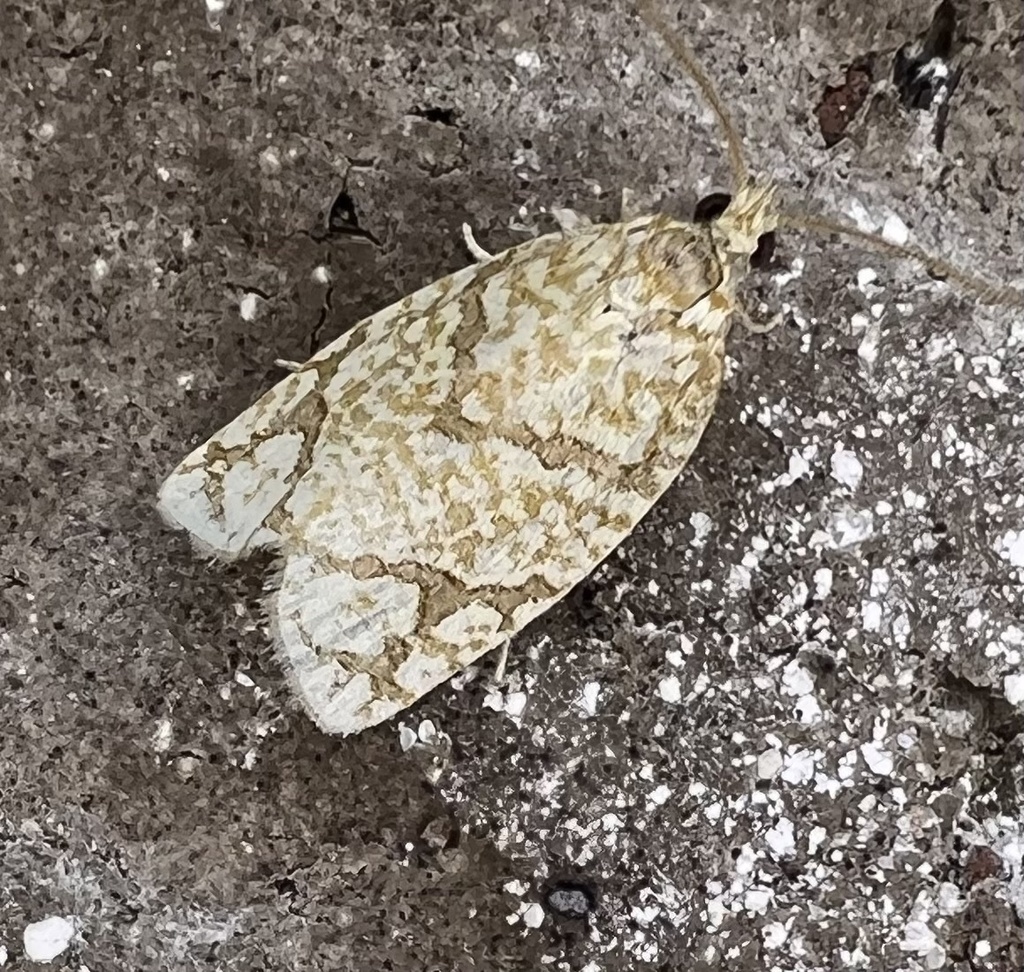 Yellow-winged Oak Leafroller Moth from Ashford Dr, Plover, WI, US on ...