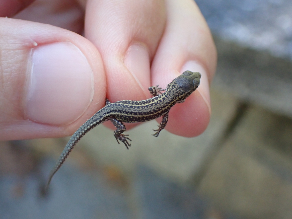 Bocage's Wall Lizard from 4485 Vairão, Portugal on July 07, 2022 at 04: ...
