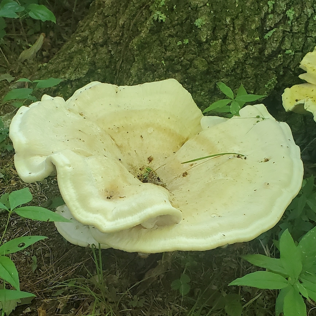 Berkeley's Polypore from Washington County, US-RI, US on July 08, 2022 ...