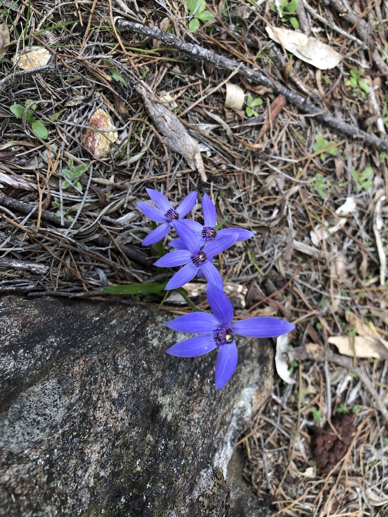 Blue Fairy Orchid from Tower Hill Native Forest Reserve, Mount Crawford ...