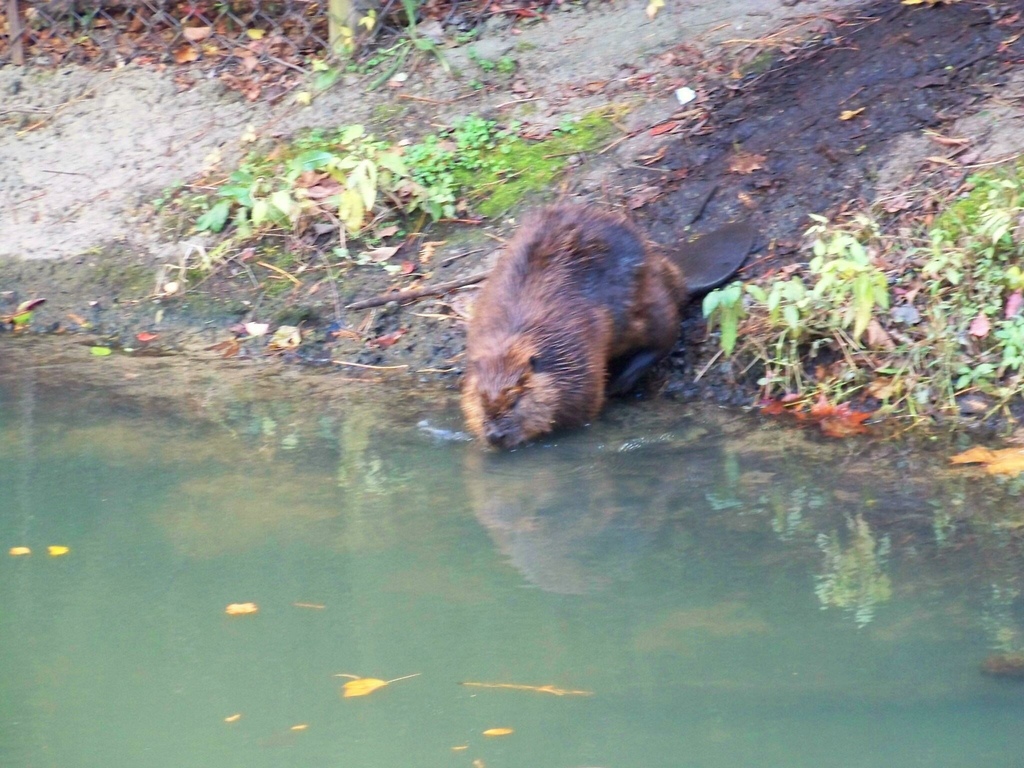 American Beaver from 453 Richneck Rd, Newport News, VA, US on July 12 ...
