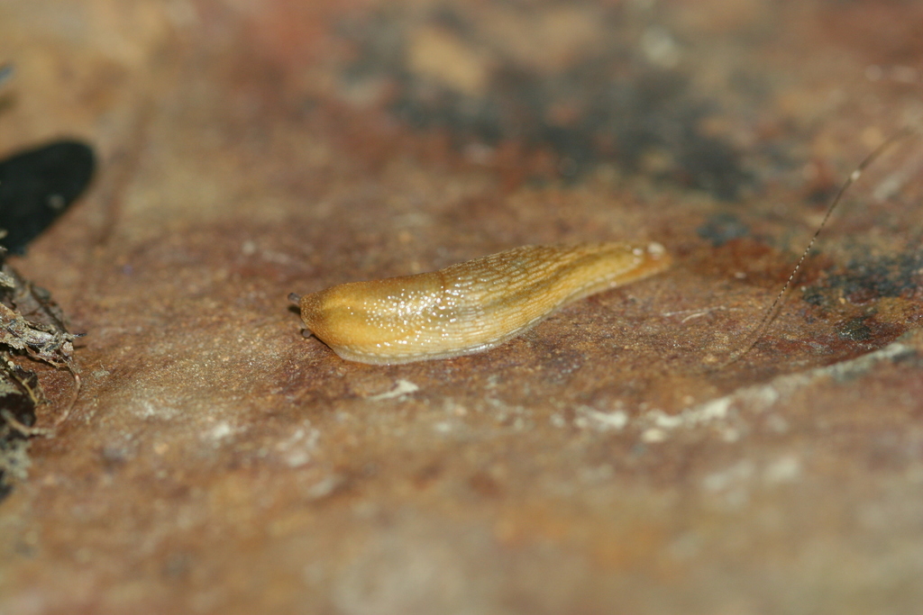 Arion Slugs from Brecksville Reservation, Cleveland Metroparks (OH ...