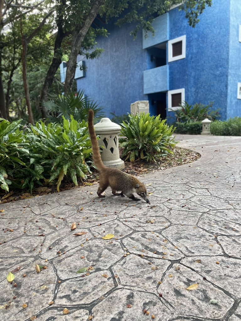 White-nosed Coati from Solidaridad, QROO, MX on July 08, 2022 at 06:39 ...