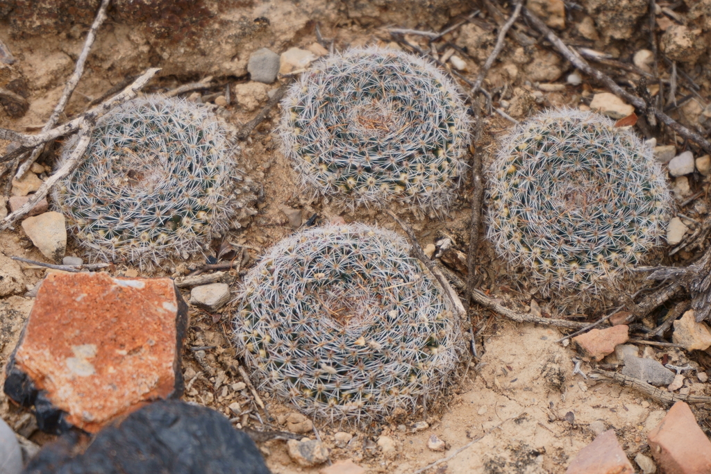 Mammillaria formosa from Vanegas, S.L.P., México on June 15, 2022 at 12 ...