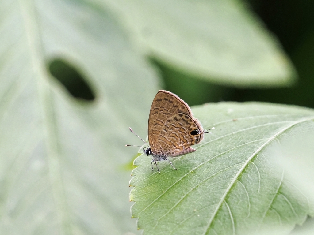 Common Line Blue from 434台灣台中市龍井區南寮里 on July 06, 2022 at 12:39 PM by ...