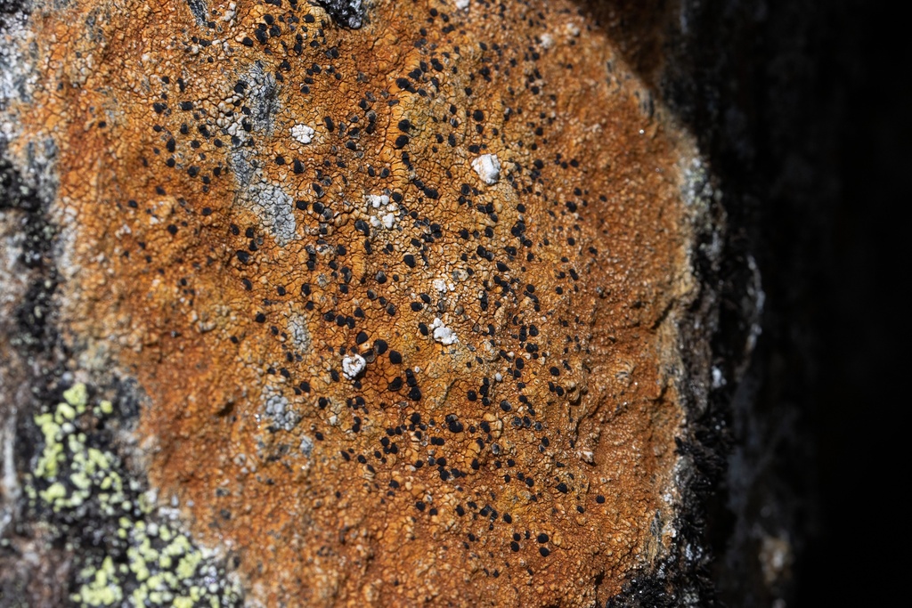 Orange Boulder Lichen from White Mountain National Forest, Randolph, NH ...
