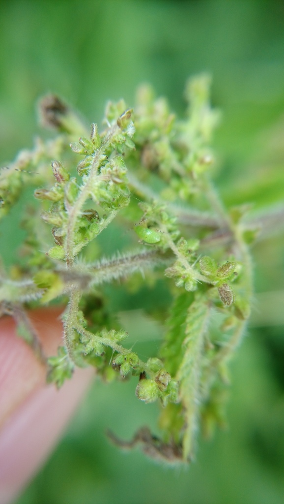 Three Spotted Nettle Bug from 76640 Foucart, France on July 07, 2022 at ...