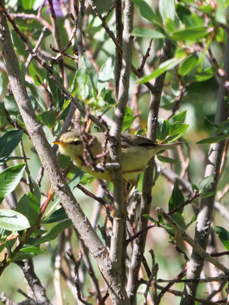 Alpine Leaf-Warbler from Xiangpi Mountain, Gonghe County, Hainan ...