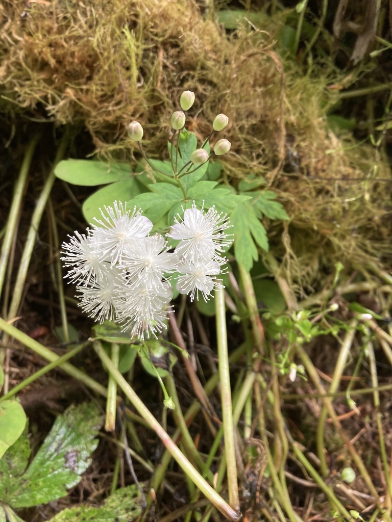 Willamette False Rue Anemone from Silver Falls State Park, Silverton ...