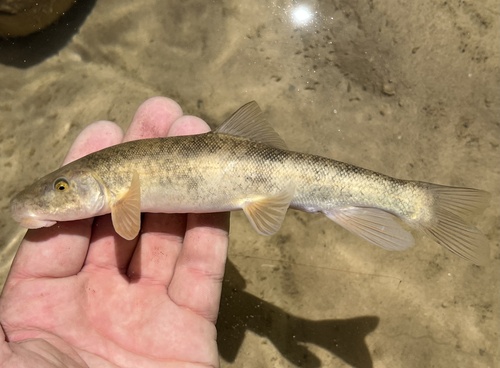 Desert Sucker (Wildlife of the United States - Fish Pt.5) · iNaturalist