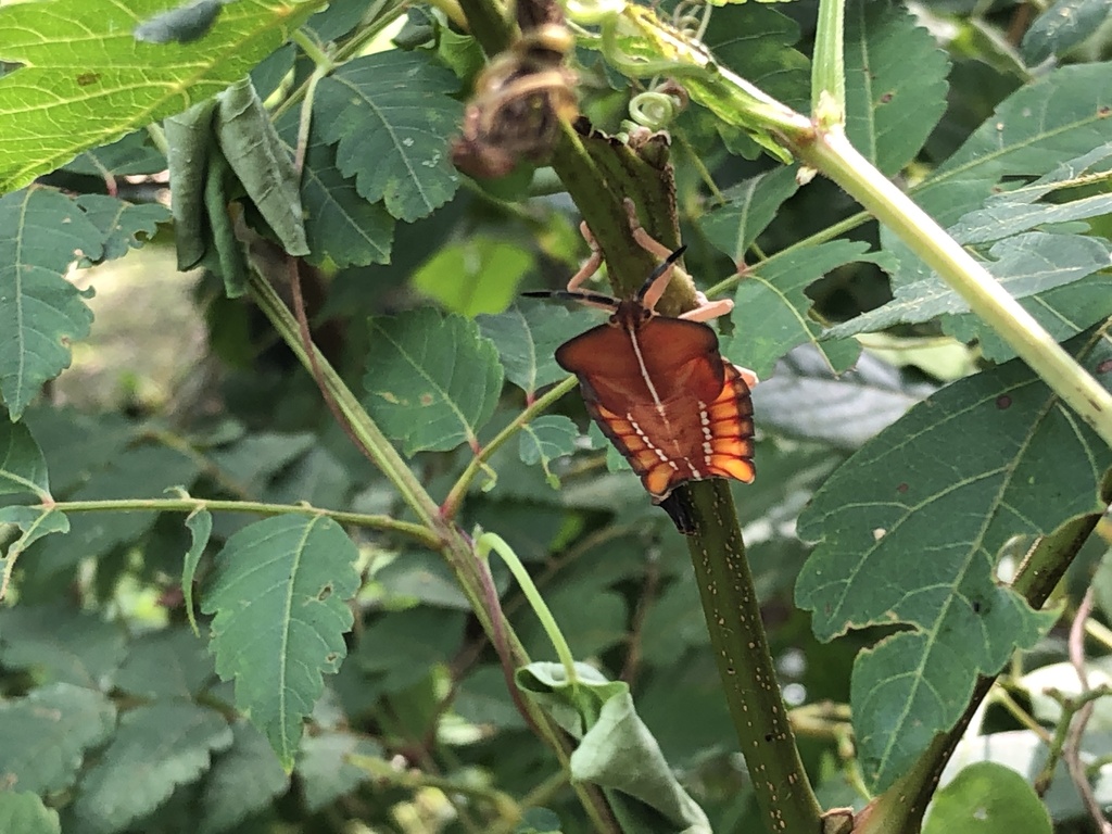 Lychee Stink Bug from 臺中都會公園, 西屯區, TW on July 9, 2022 at 08:43 AM by ...