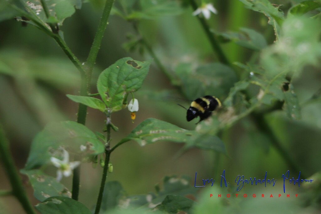 Middle-striped Bumble Bee in July 2022 by Big Birdy · iNaturalist