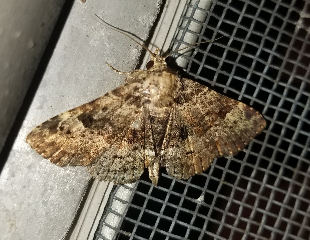 Common Fungus Moth from Wilmington, DE 19807, USA on July 8, 2022 at 10 ...