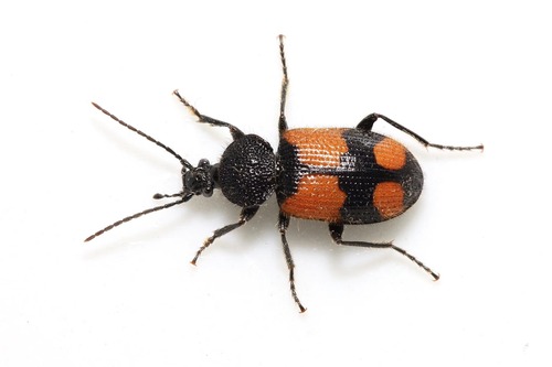 Panagaeus davidi · iNaturalist Mexico